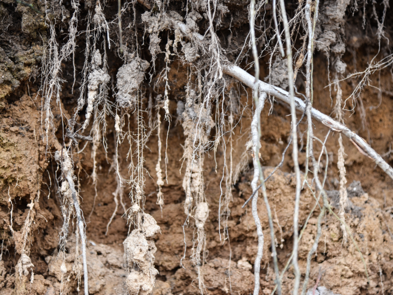 Dealing With Tree Roots In Sewer Line | Plumb-Tech