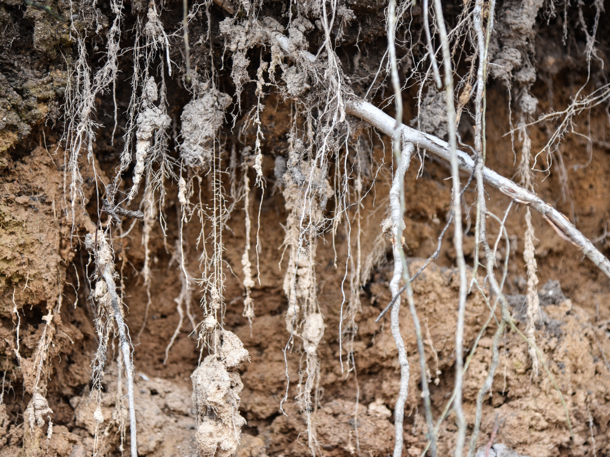 Dealing With Tree Roots In Sewer Line | Plumb-Tech